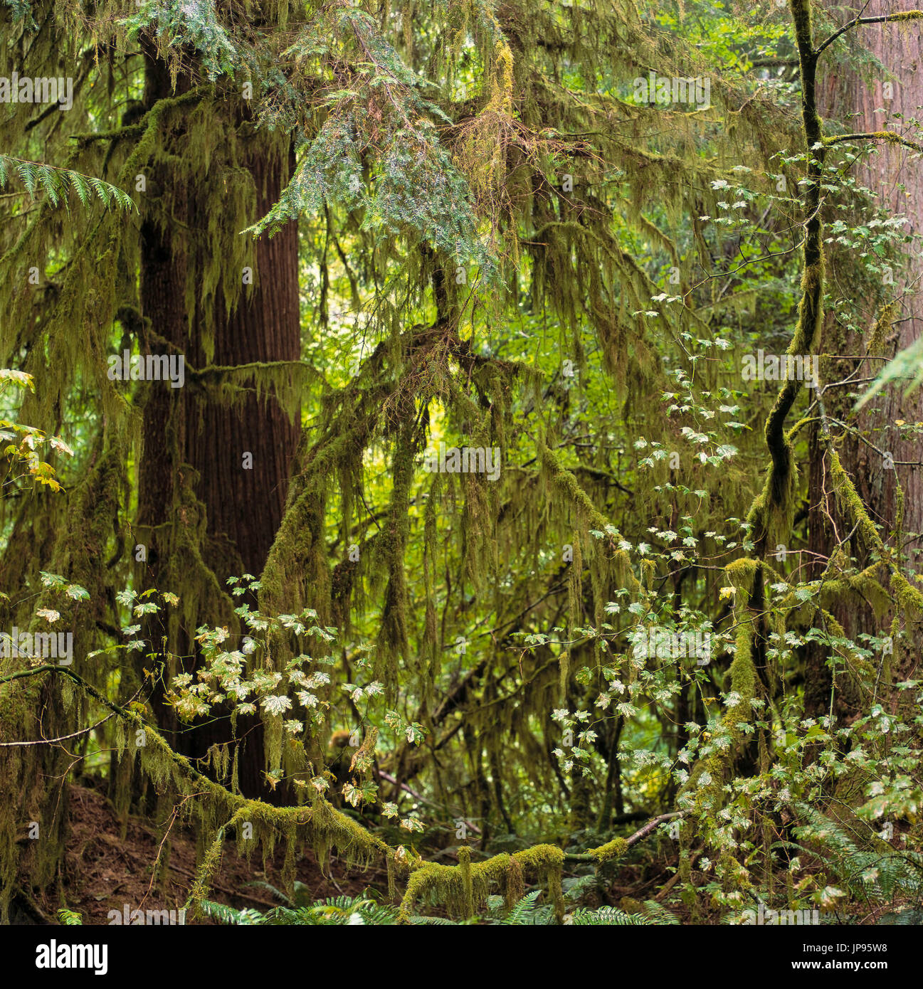 Washington rain forest hi-res stock photography and images - Alamy
