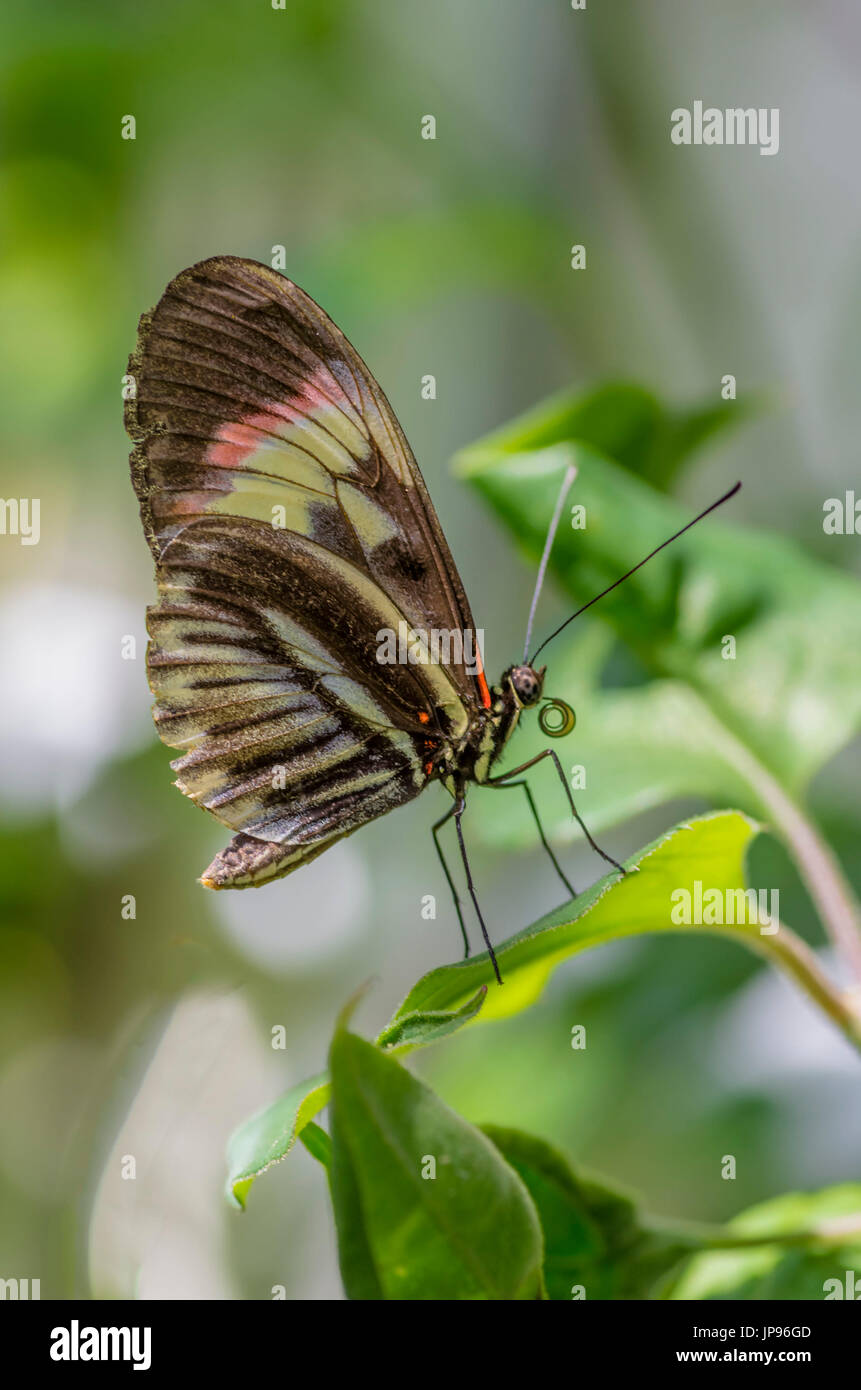 Heliconius melpomene butterfly hi-res stock photography and images - Alamy
