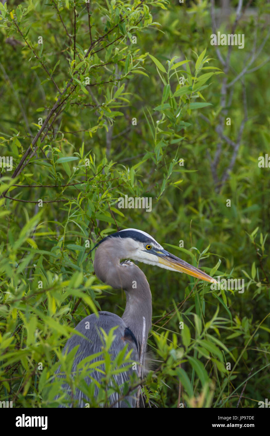 Great Blue Heron, Ardea herodias Stock Photo - Alamy