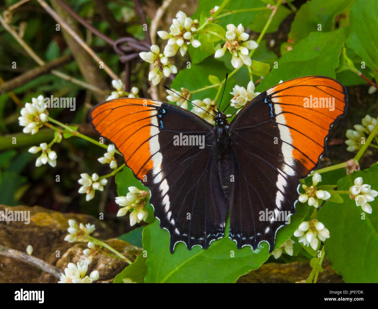 Epaphus hi-res stock photography and images - Alamy