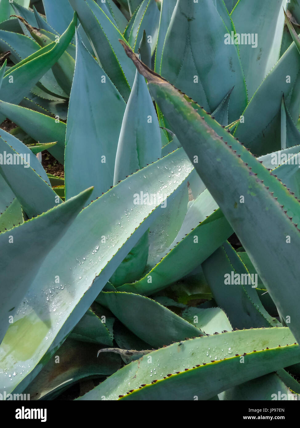 Maguey (Agave americana), Oaxaca, Mexico Stock Photo - Alamy