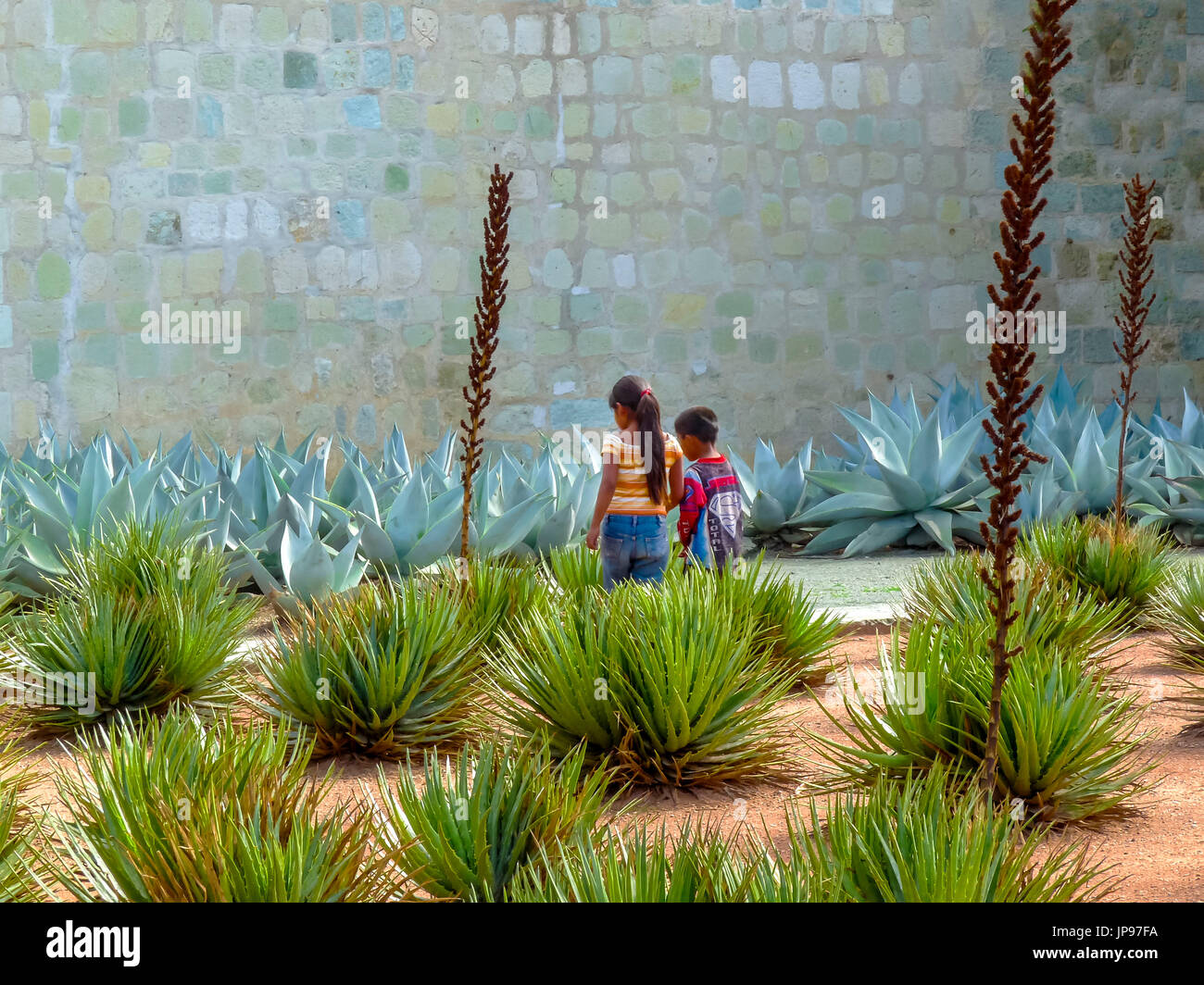 Maguey High Resolution Stock Photography and Images - Alamy