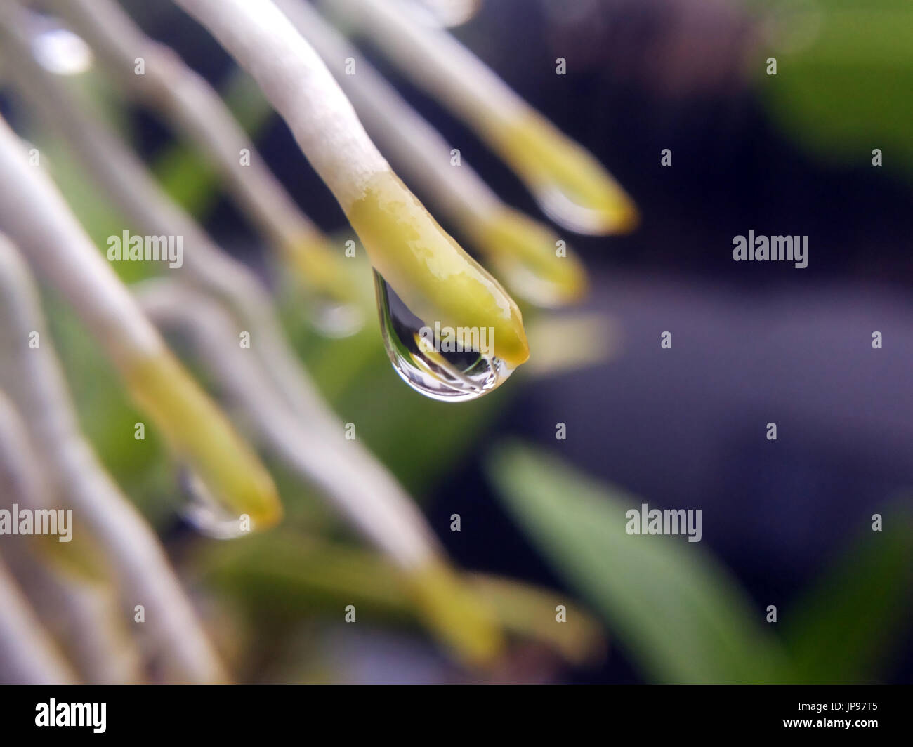Drop roots hi-res stock photography and images - Alamy