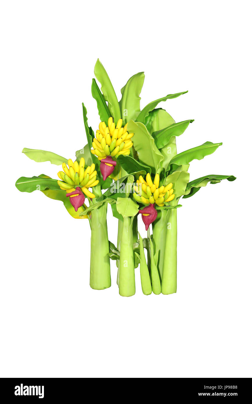 Banana tree branch green Cut Out Stock Images & Pictures - Alamy