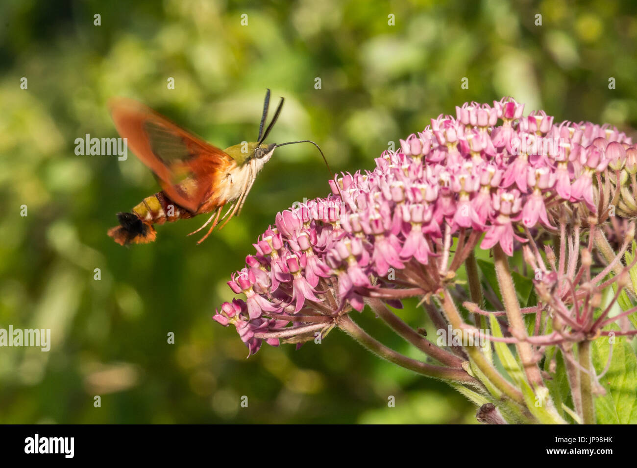 Clearwing hummingbird moth hi-res stock photography and images - Alamy