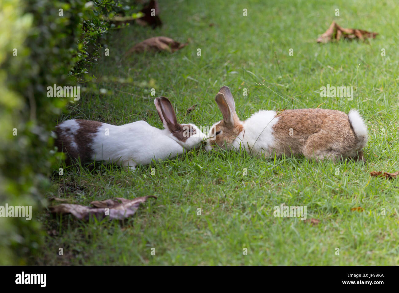 rabbit on field Stock Photo - Alamy