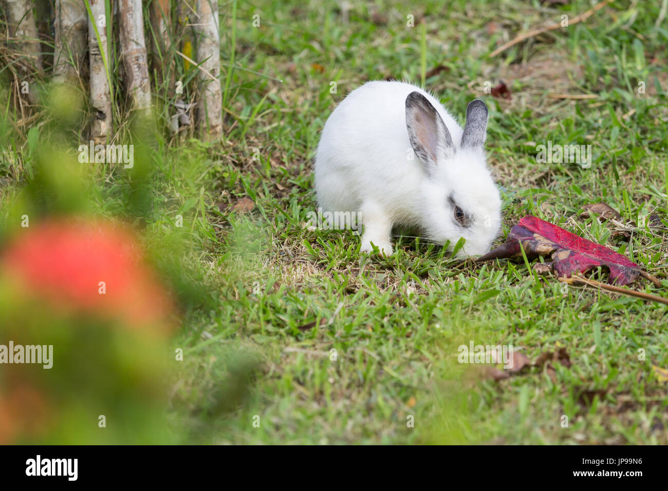 rabbit on field Stock Photo - Alamy