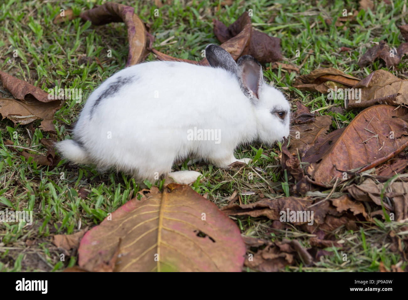rabbit on field Stock Photo - Alamy