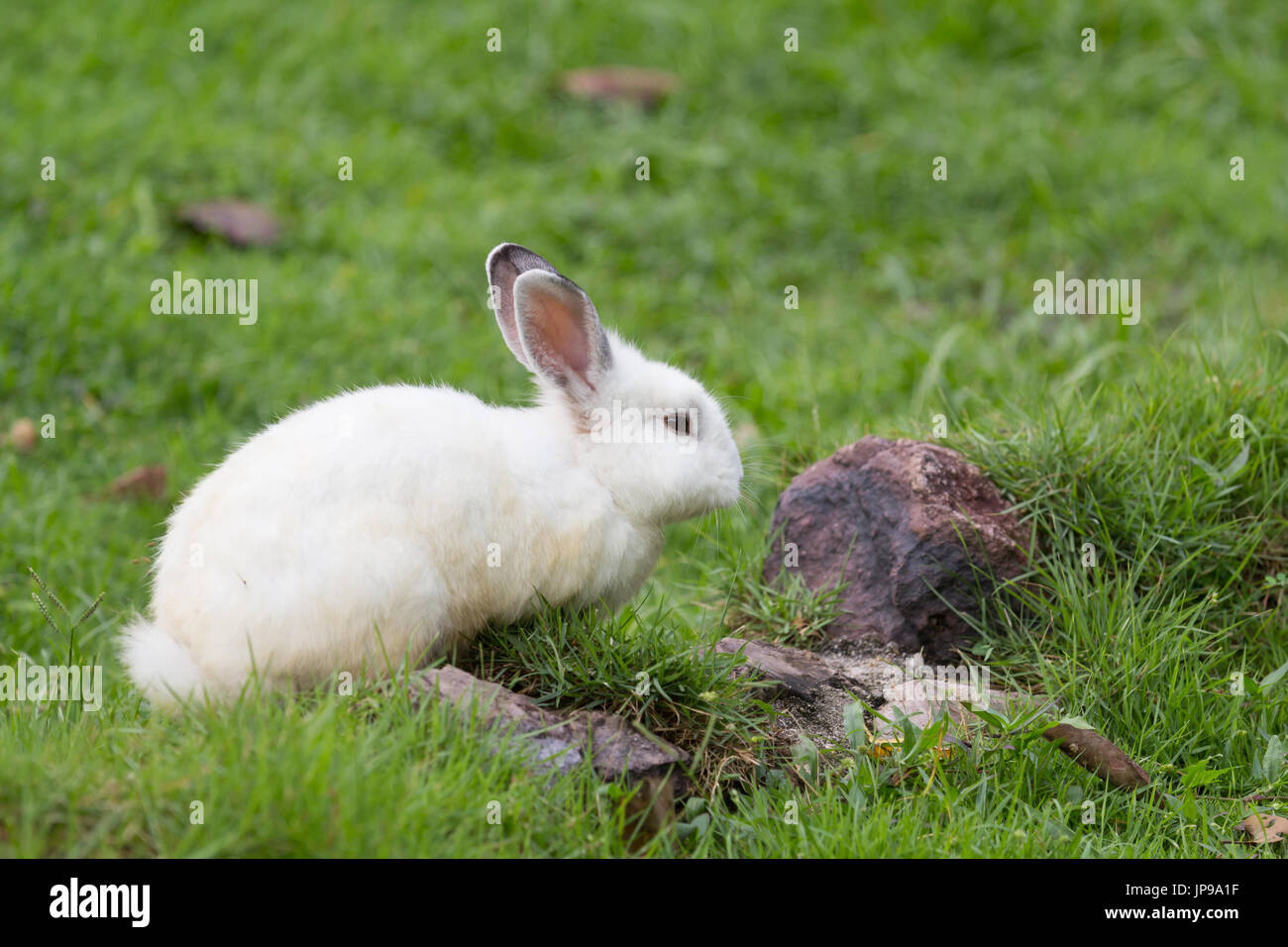 rabbit on field Stock Photo - Alamy