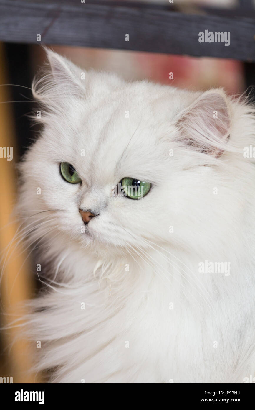 White Persian cats Stock Photo - Alamy