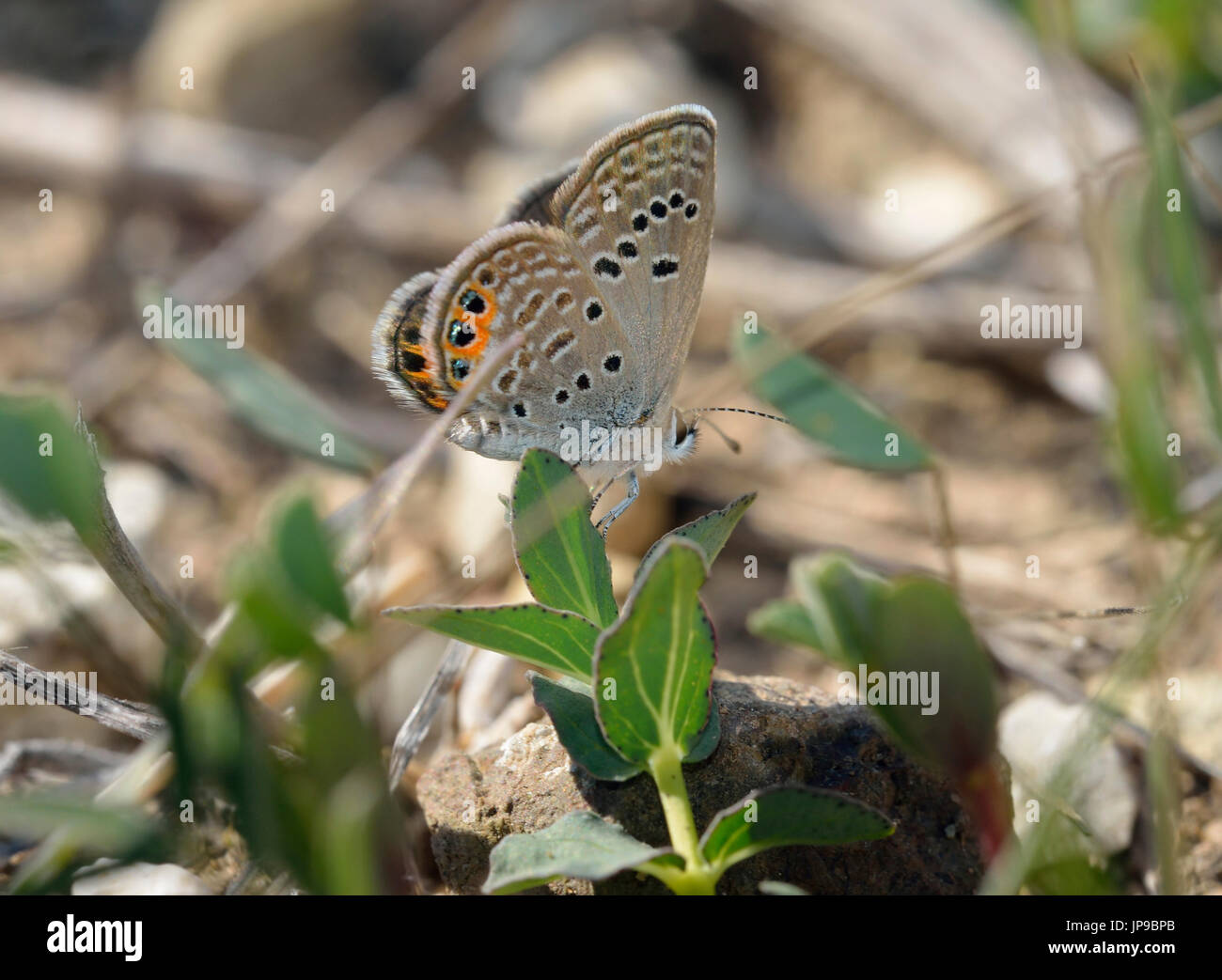 Grass Jewel Butterfly - Chilades trochylus Europes smallest Butterfly ...