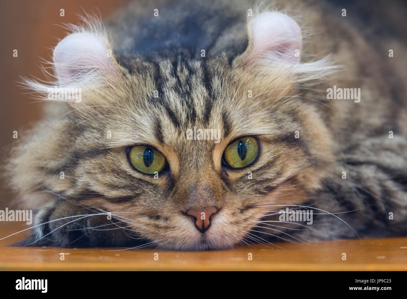 American Curl cat Stock Photo - Alamy