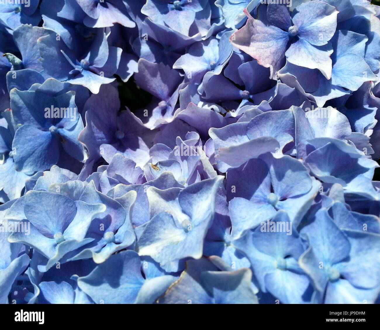Blue Hydrangea Closeup Stock Photo - Alamy