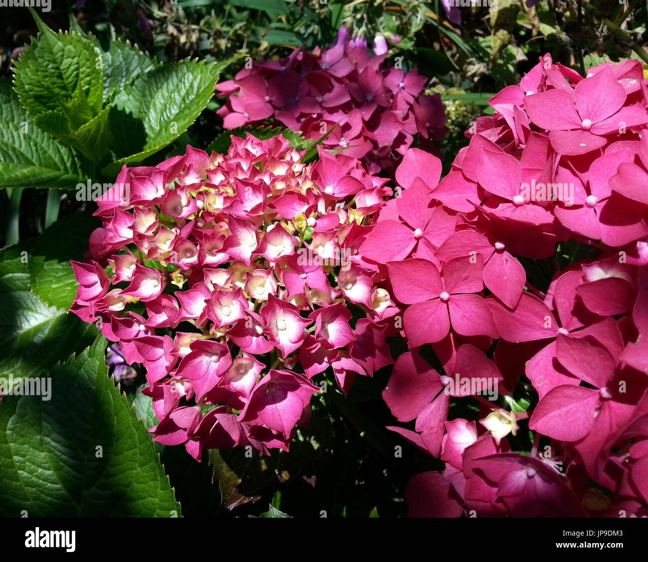 Red hydrangeas hi-res stock photography and images - Alamy