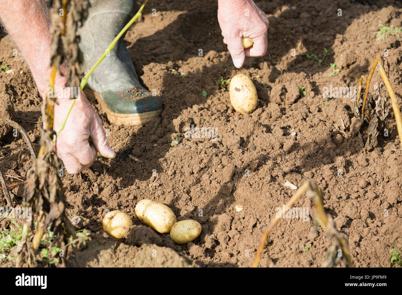 Digging up fresh potatoes with fork shovel outdoors, hands of the ...