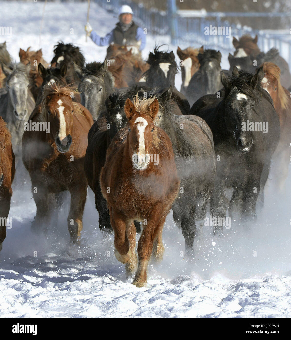 A herd of horses, including pregnant mares, runs on a snow-covered ...