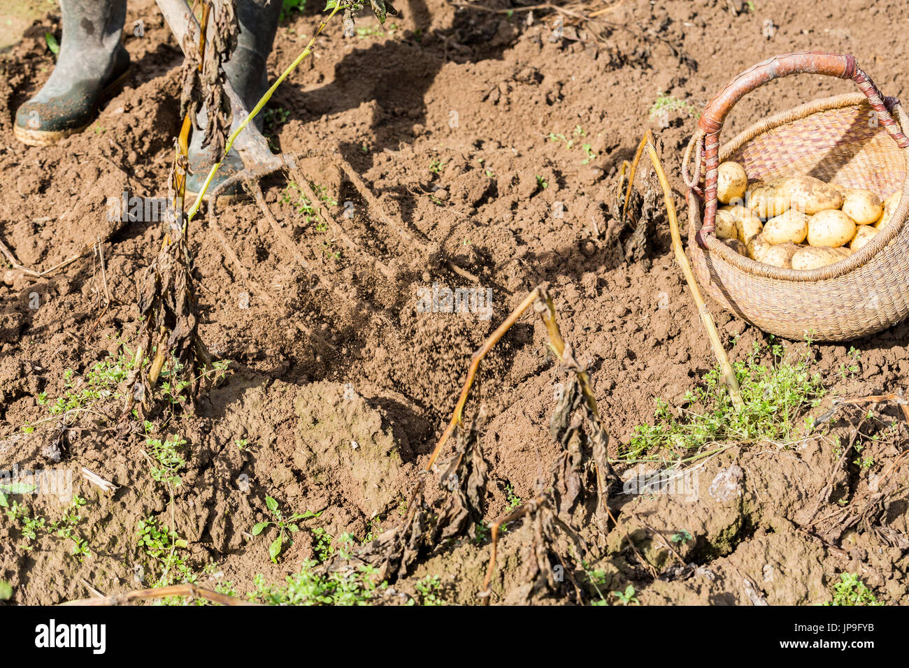 Digging up fresh potatoes with fork shovel outdoors, hands of the ...