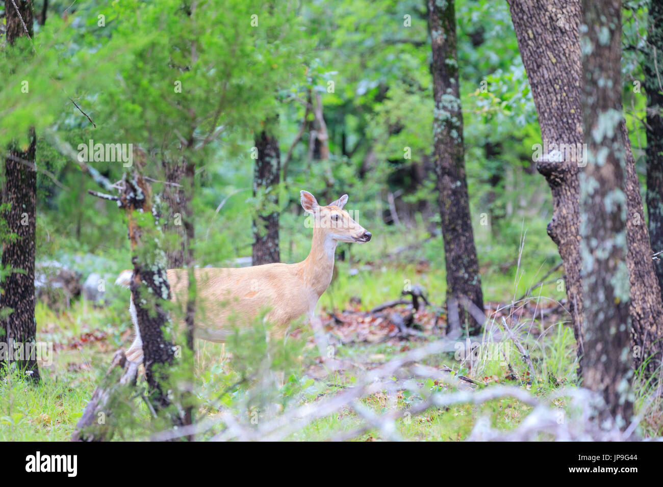 While-tailed, Odocoileus virginianus, deer foraging in Arrowhead State ...