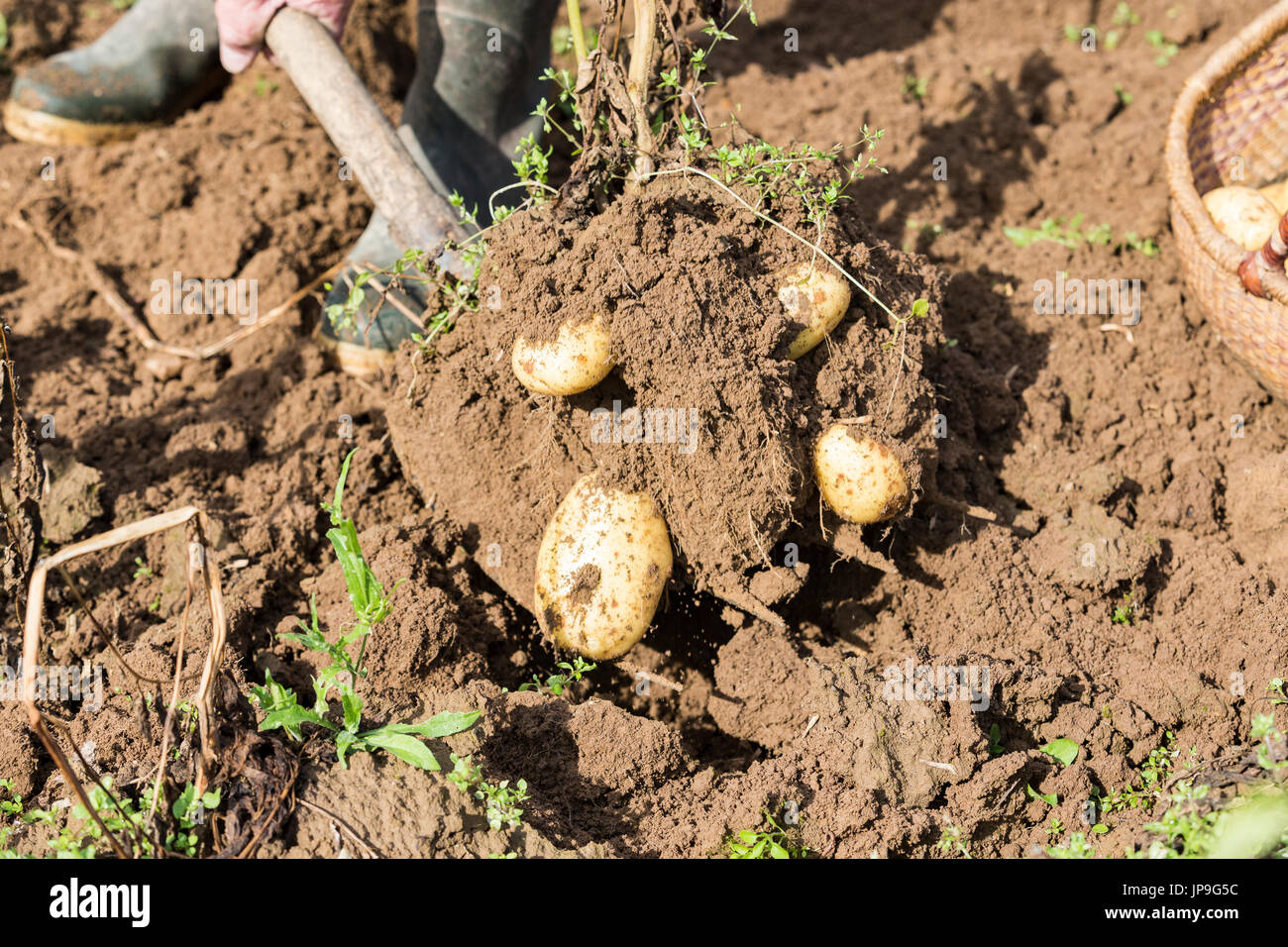 Digging up fresh potatoes with fork shovel outdoors, hands of the ...