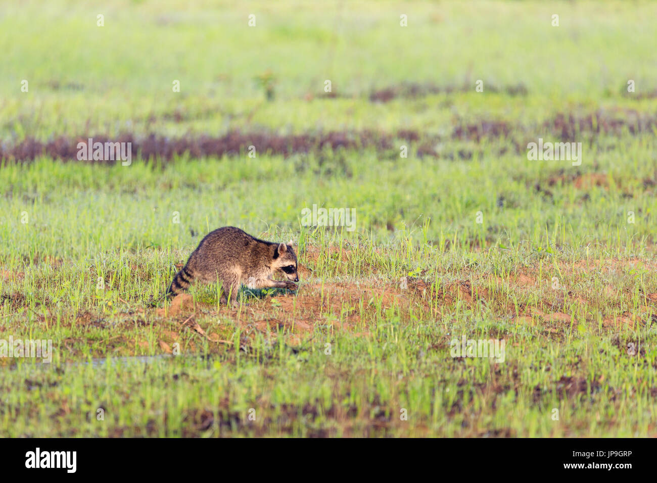A raccoon foraging for breakfast in the early hours of the morning at ...