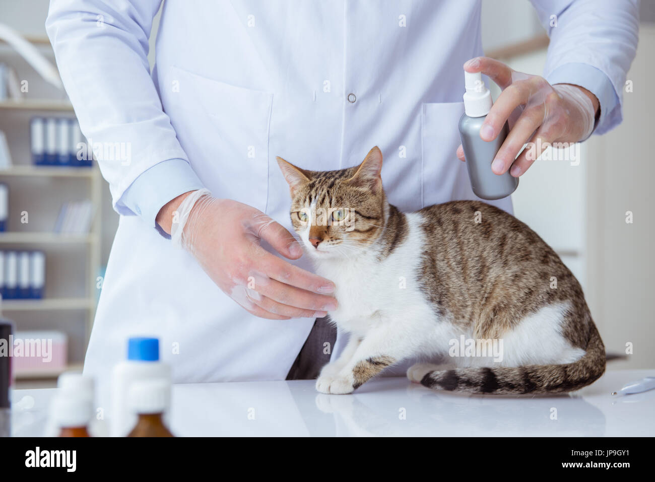 Cat visiting vet for regular check up Stock Photo - Alamy