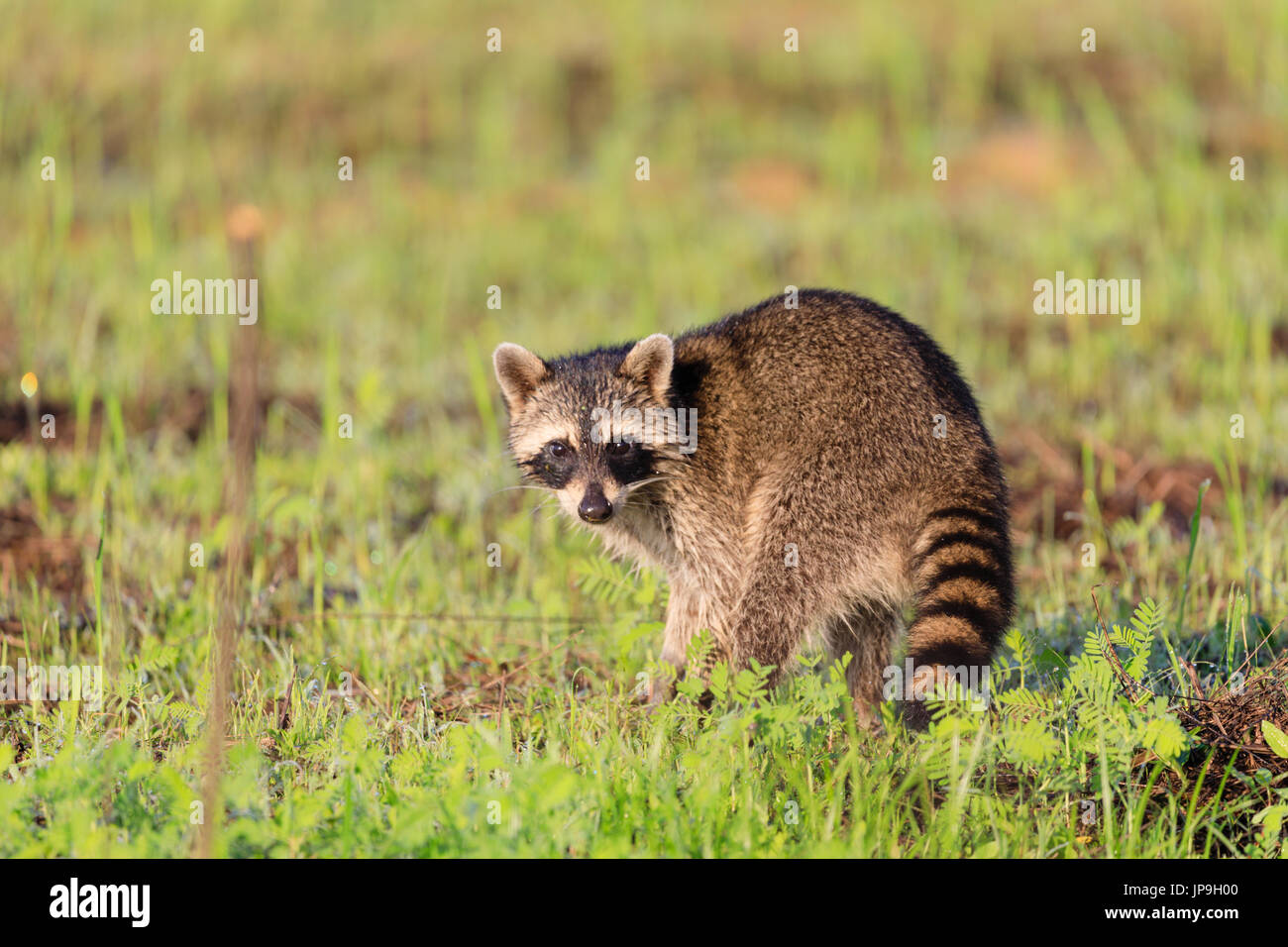 A raccoon foraging for breakfast in the early hours of the morning at ...