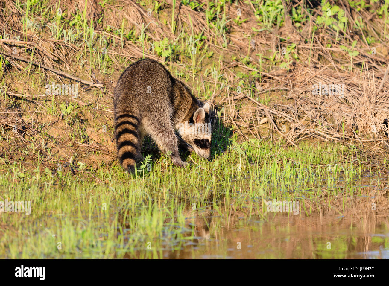 A raccoon foraging for breakfast in the early hours of the morning at ...