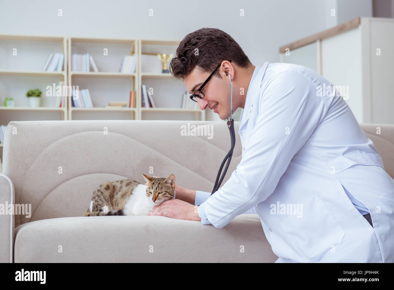 Cat visiting vet for regular check up Stock Photo - Alamy