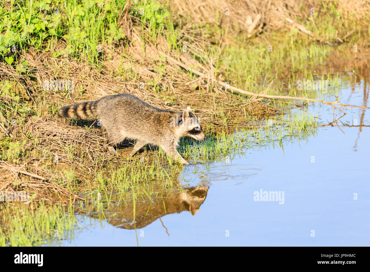 A raccoon foraging for breakfast in the early hours of the morning at ...