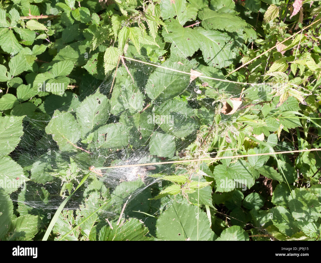 Spider webbing on tree hi-res stock photography and images - Alamy