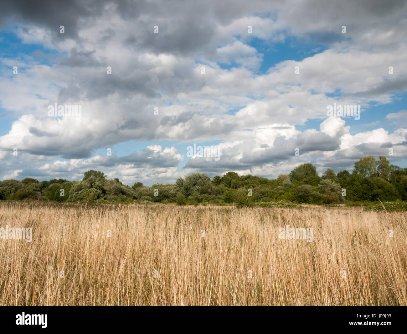 summer grass field outside with trees and sky and clouds Stock Photo ...