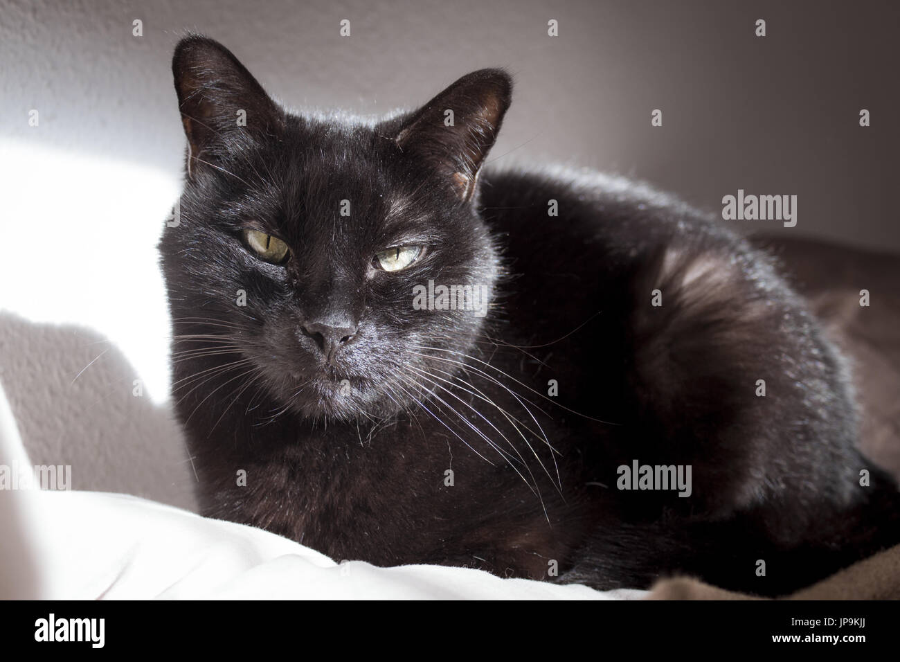 Black cat with visible lump tumor on the lip Stock Photo - Alamy