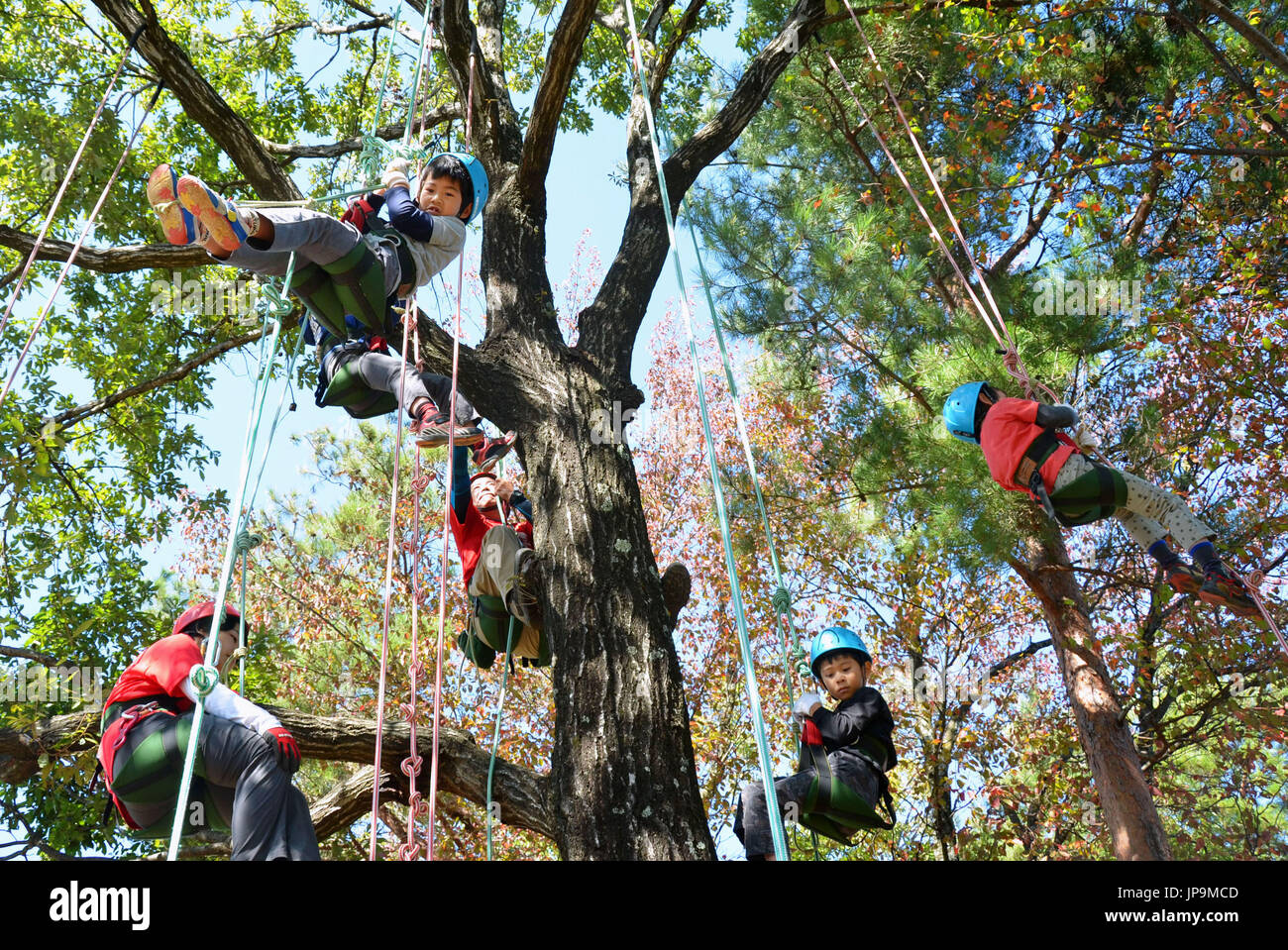 Tree climbing is gaining popularity in Japan as seen in this hands-on ...