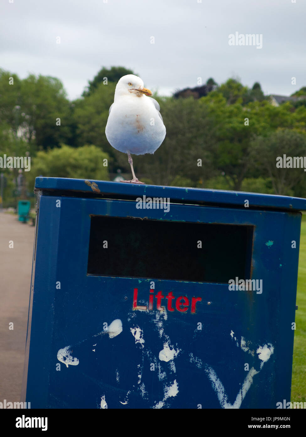 Seagull on trash can hi-res stock photography and images - Alamy