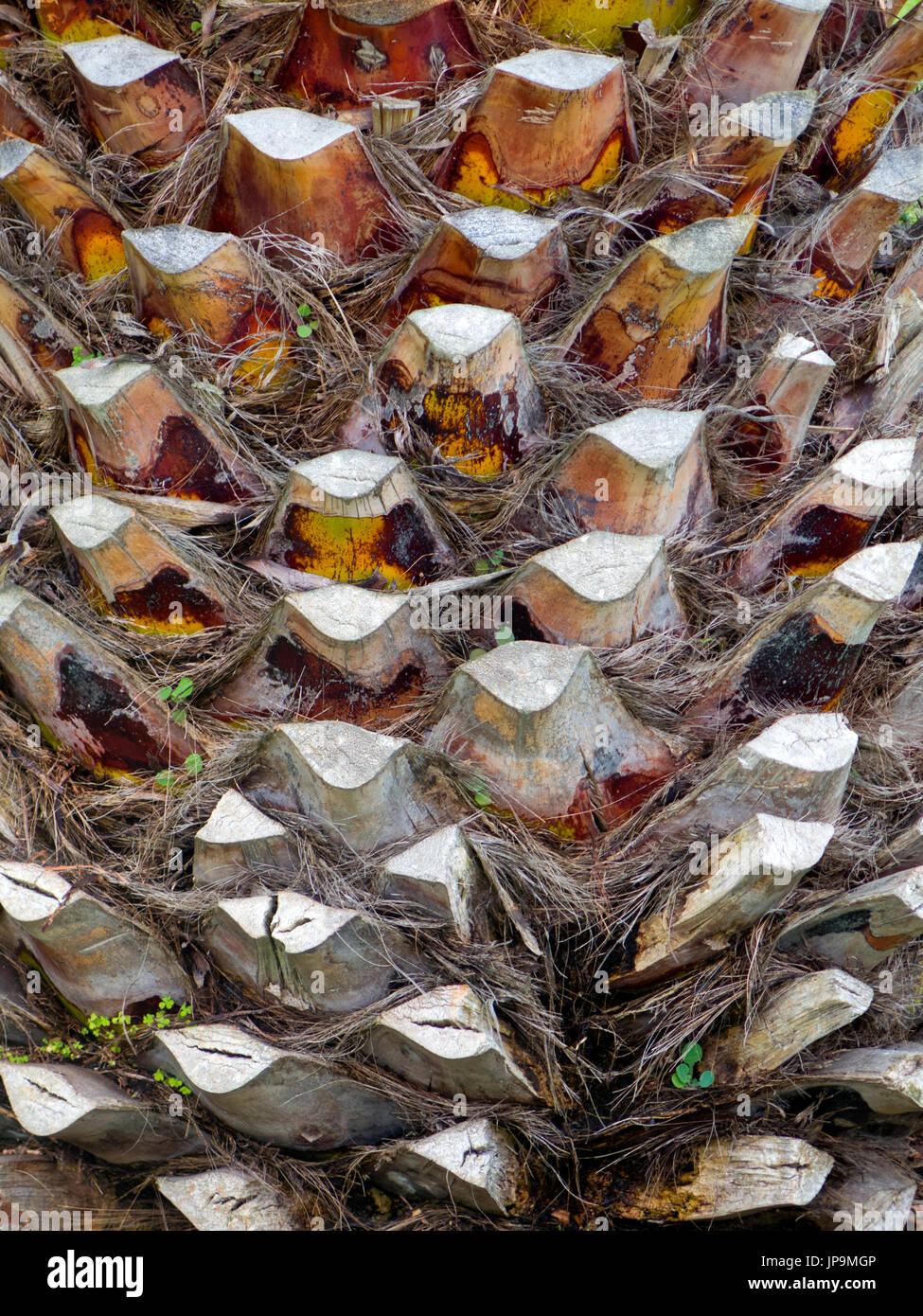 Fan palm tree hi-res stock photography and images - Alamy