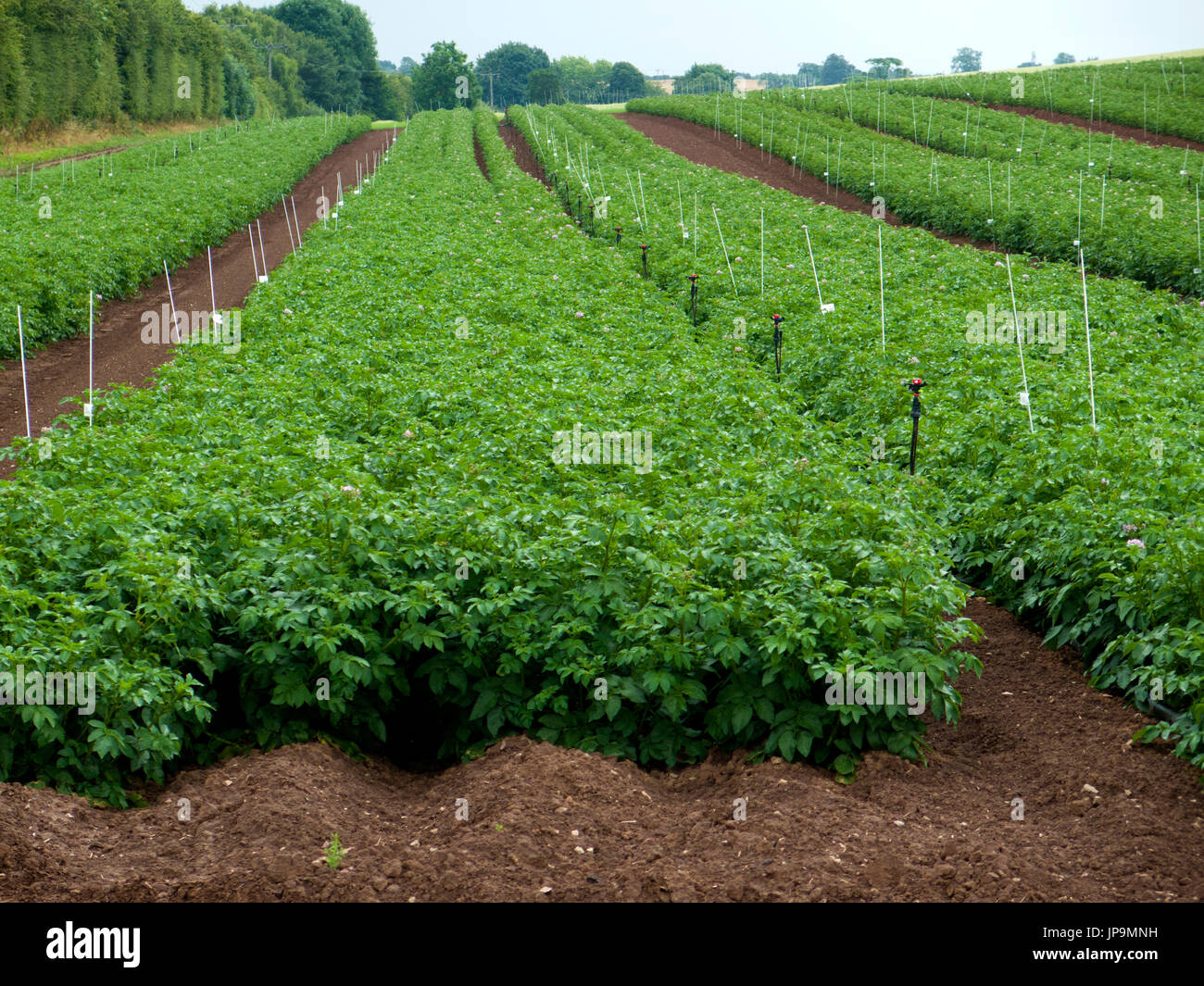 Potato crop hi-res stock photography and images - Alamy