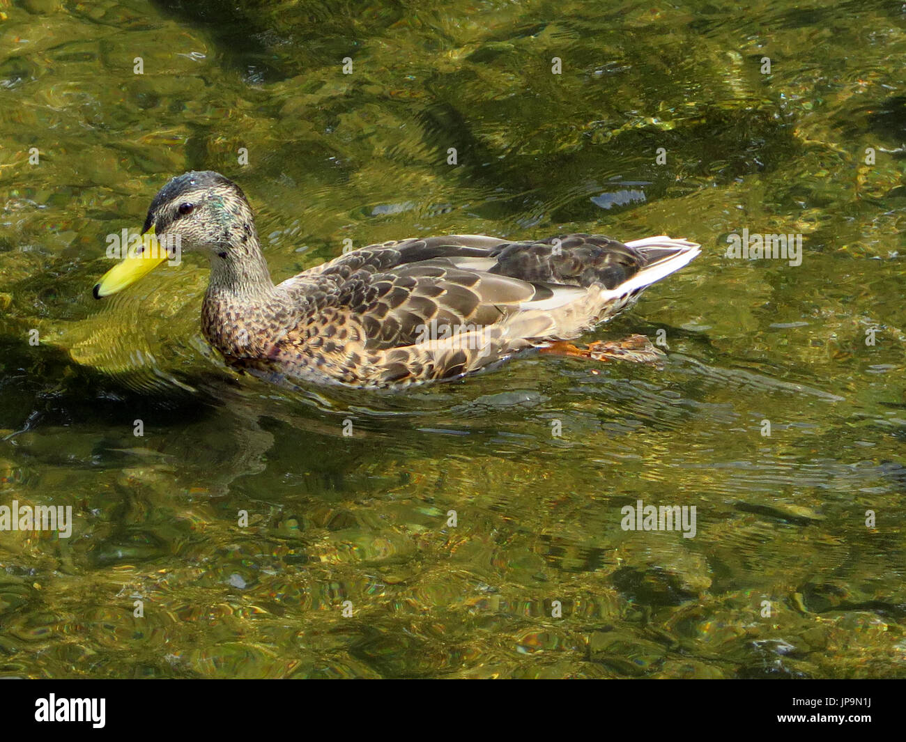 Archetypal duck hi-res stock photography and images - Alamy