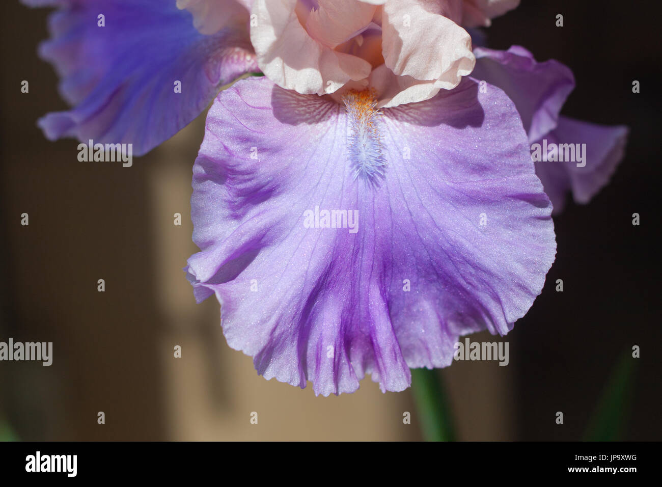Beautiful iris hi-res stock photography and images - Alamy