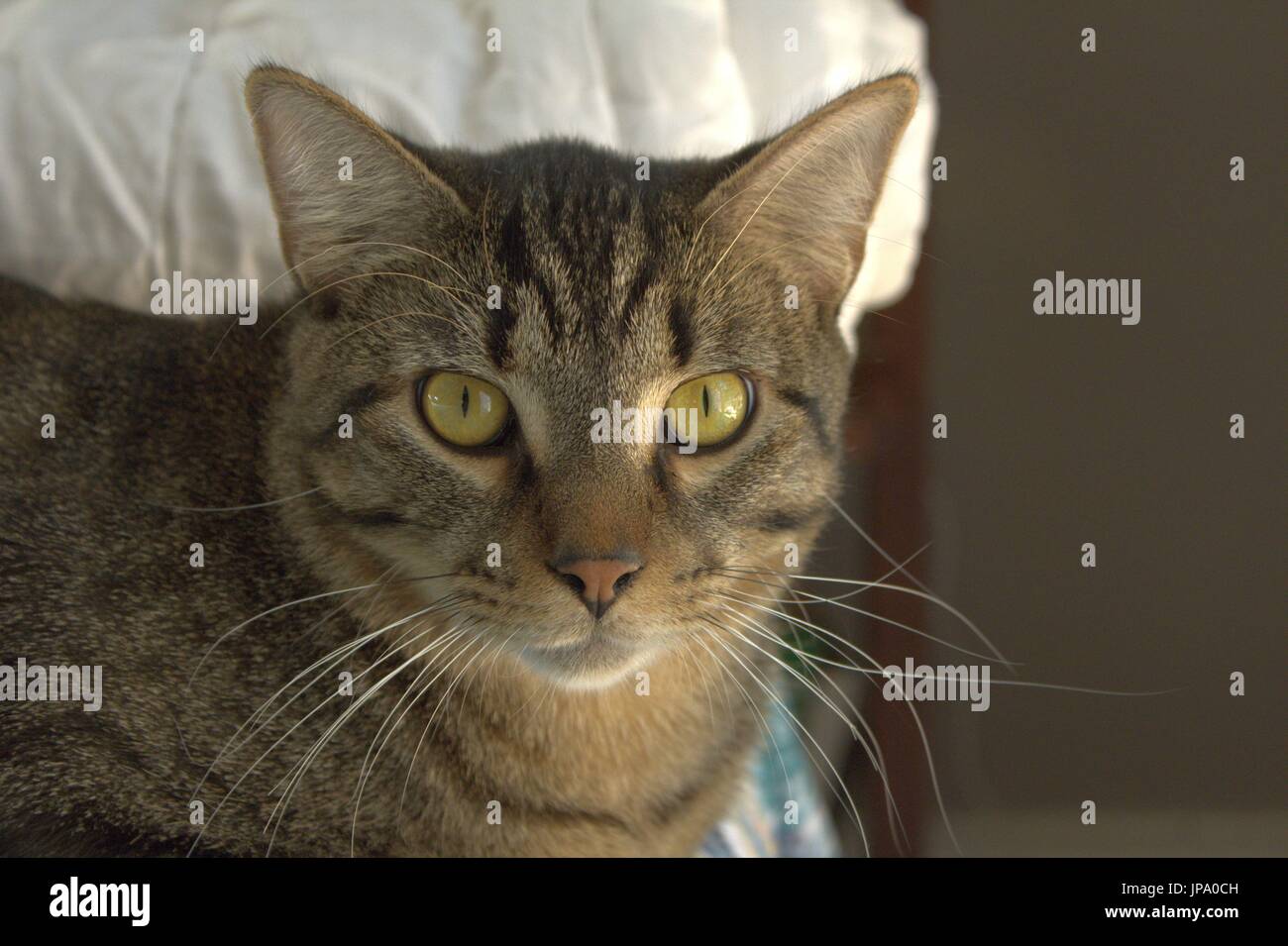 A Big Tom Cat Named Griz Staring At Me Stock Photo - Alamy