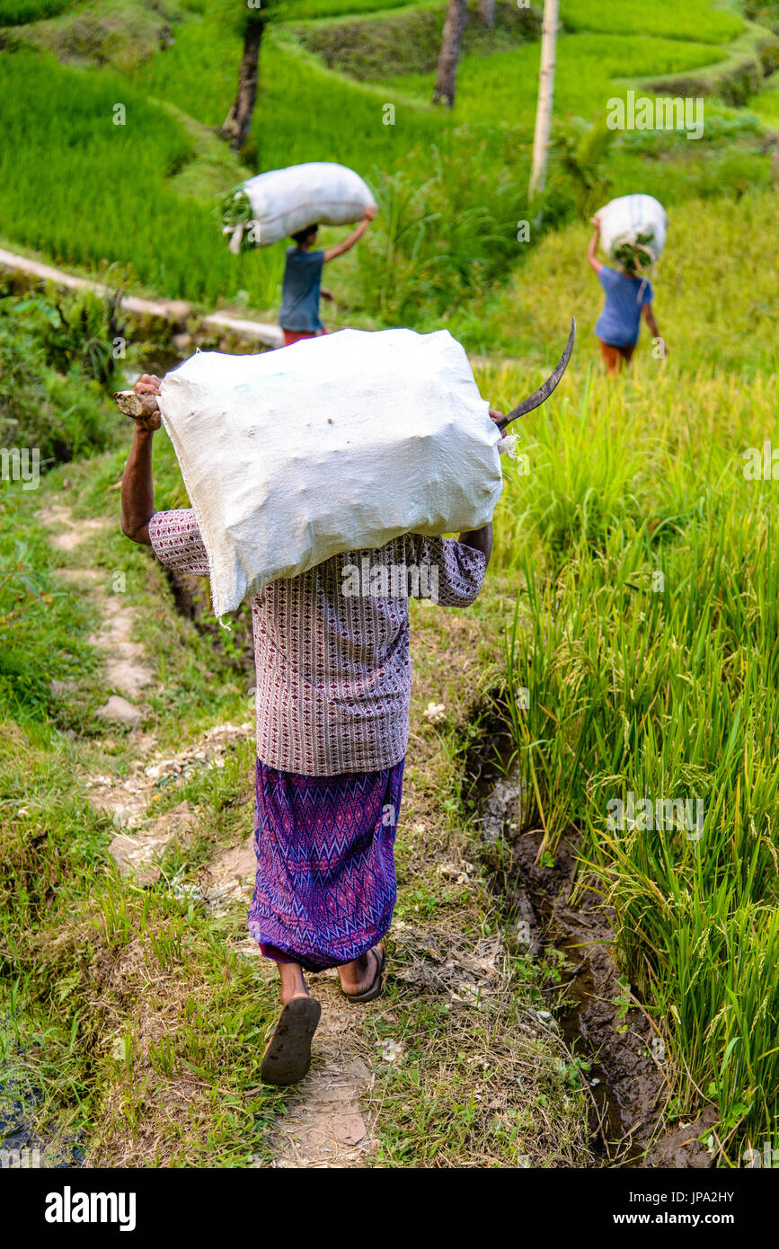 Farmers at work hi-res stock photography and images - Alamy