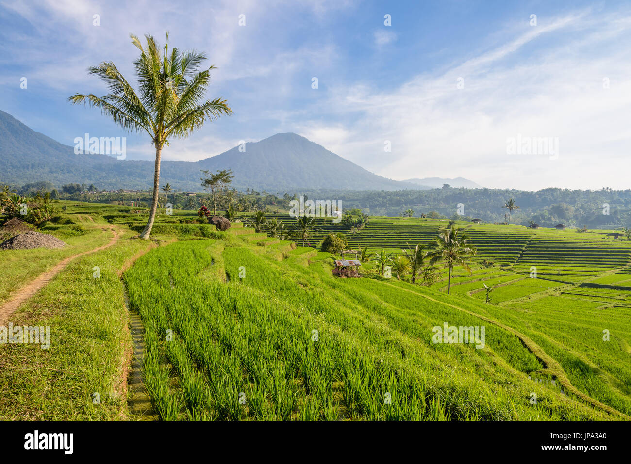 famous rice terraces of Jatiluwih, UNESCO world heritage site, Bali ...