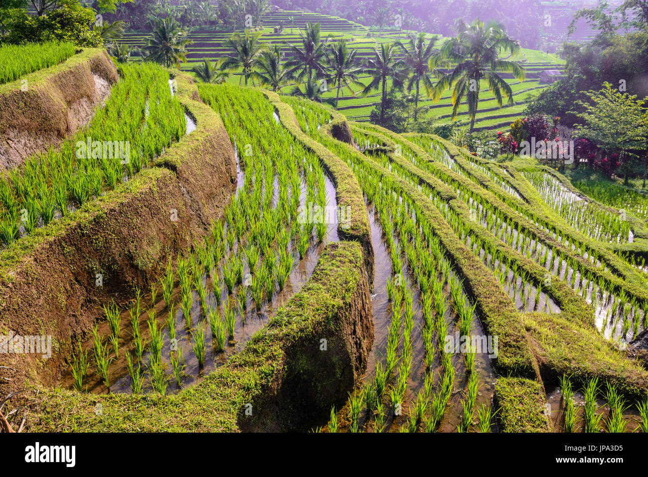 famous rice terraces of Jatiluwih, UNESCO world heritage site, Bali, Indonesia Stock Photo - Alamy