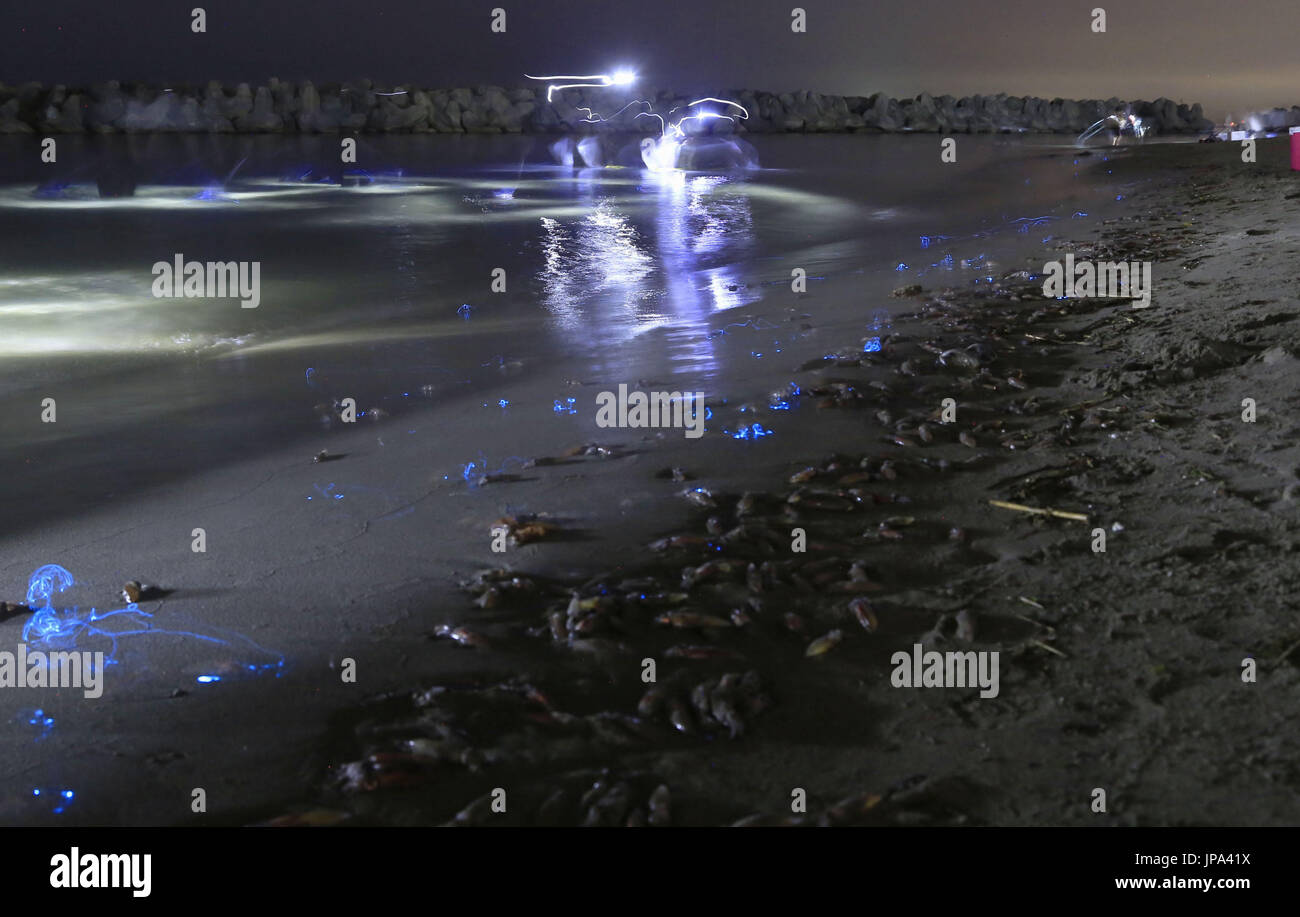 Firefly squids glow neon blue on a beach in Toyama, central Japan ...