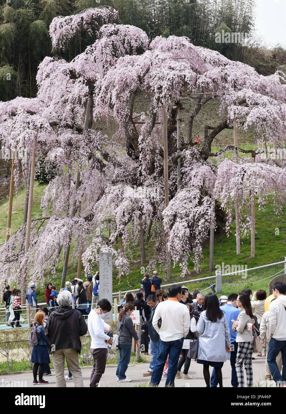 Visitors enjoy the famous "Miharu Takizakura" (waterfall cherry tree ...