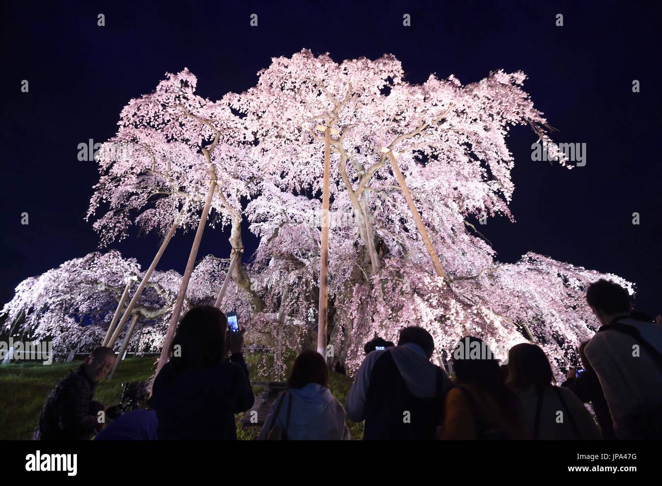 The "Miharu Takizakura" (waterfall cherry tree) in full bloom is lit up ...