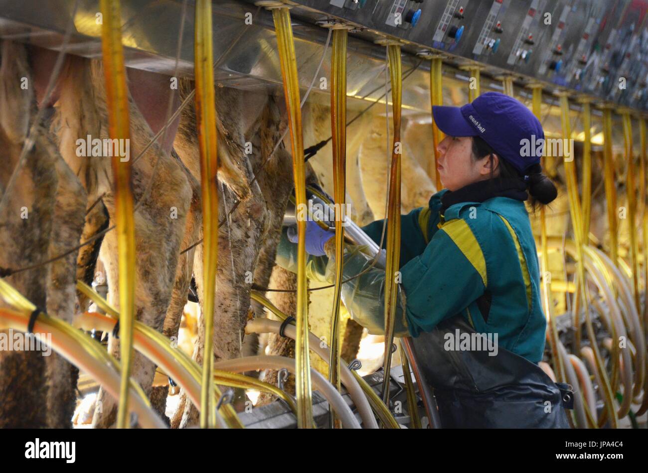 Photo taken Feb. 22, 2016 in Shintoku, Hokkaido, shows Hazuki Kikuchi ...