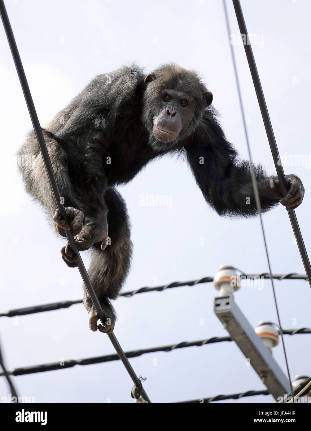 Male chimpanzee Chacha is spotted on power lines in a residential area ...