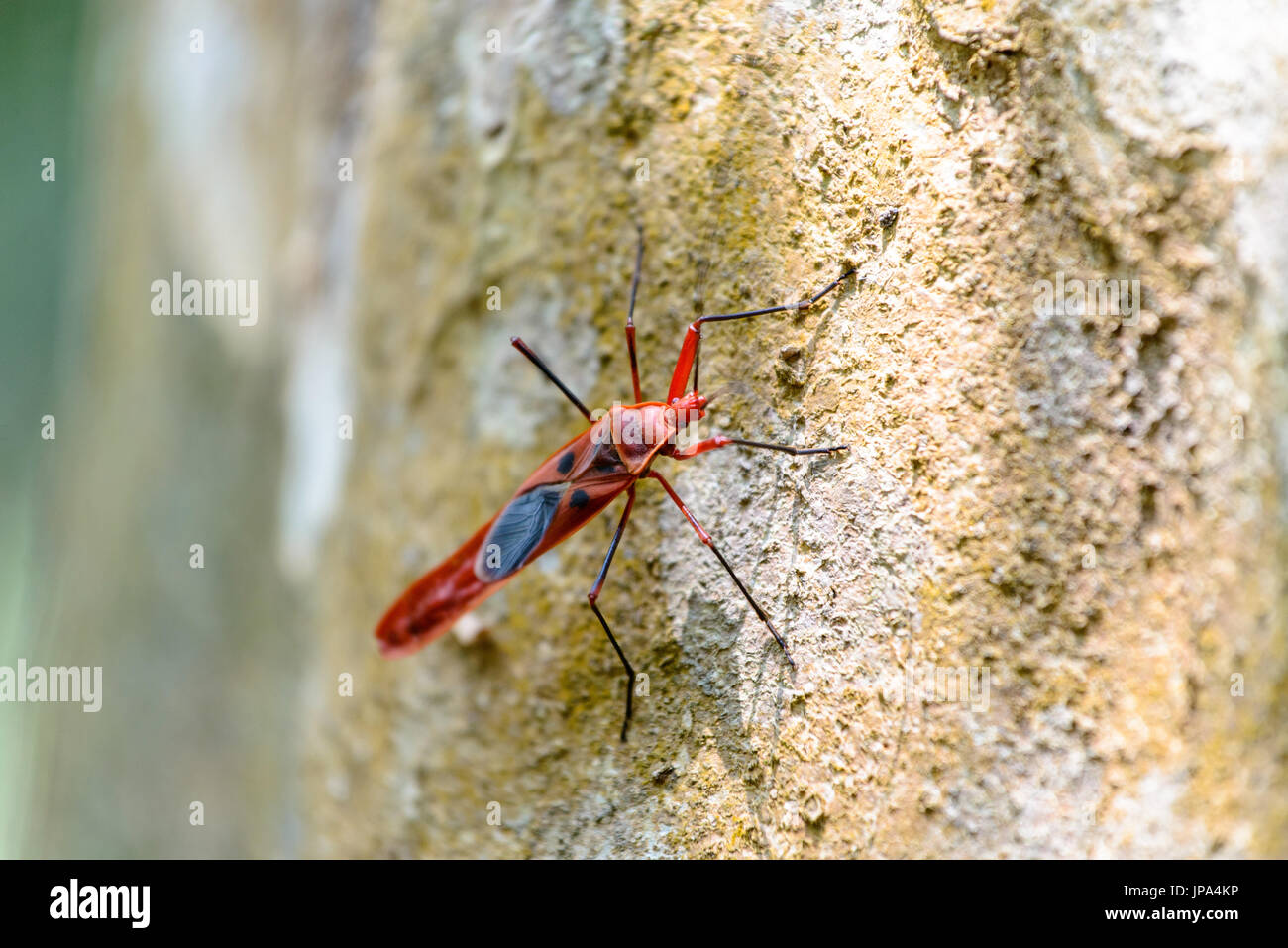 Bug insects hi-res stock photography and images - Alamy