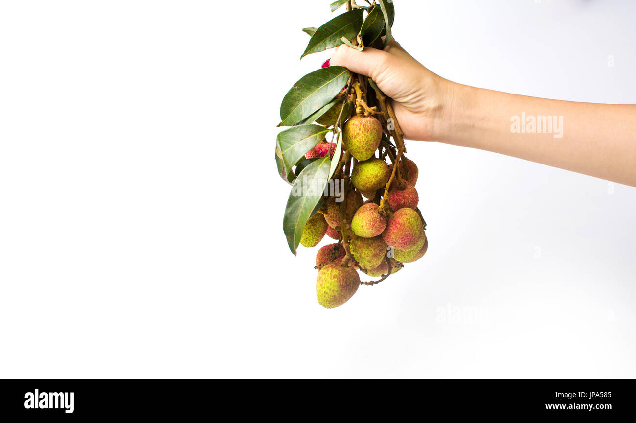 Hand picking ripe lychee fruits hi-res stock photography and images - Alamy