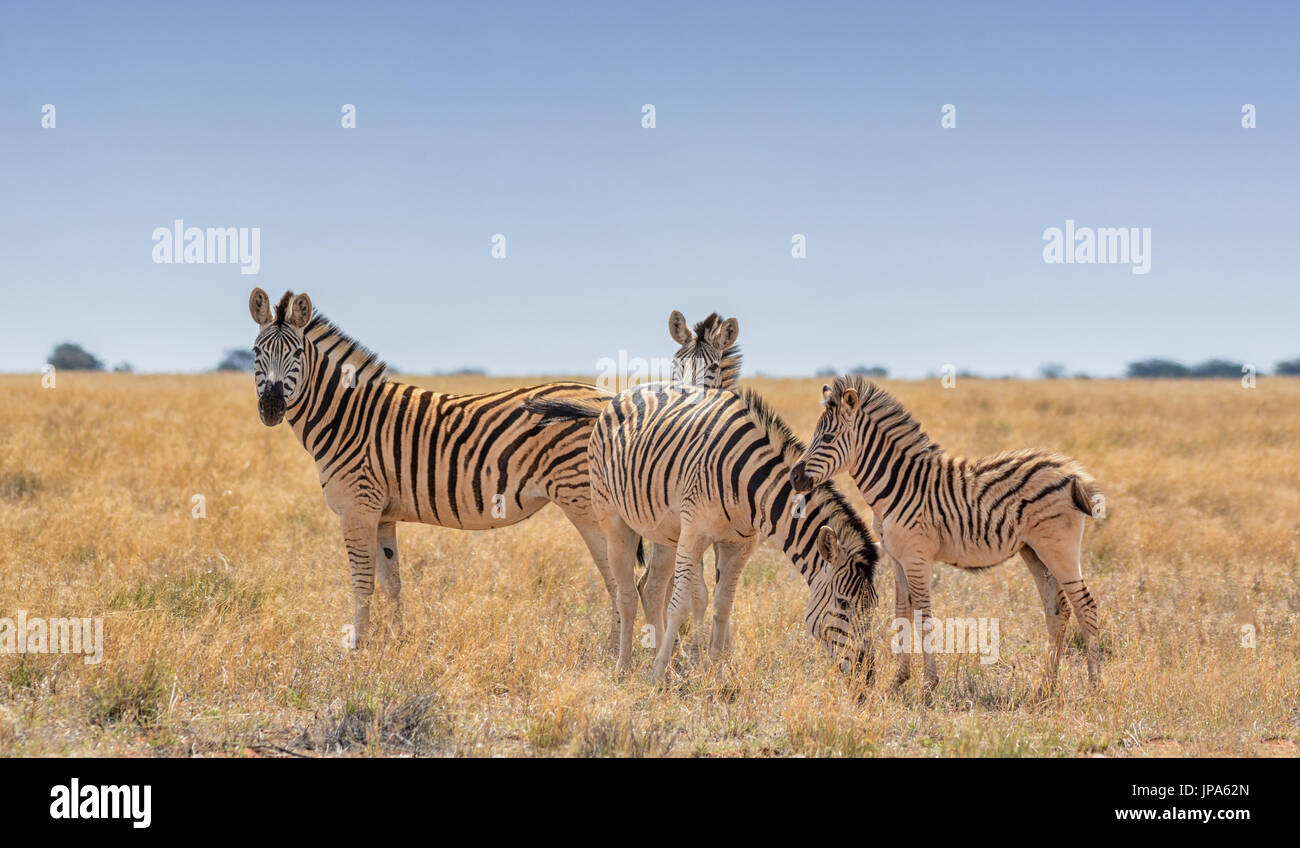 A Zebra family group in Southern African savanna Stock Photo - Alamy